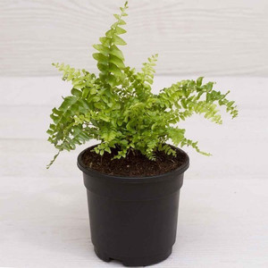Earth Angels Fern Plant Price in India - Buy Earth Angels Fern Plant ...