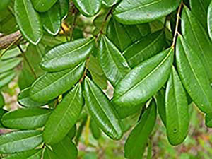 LushGreen Laxmi Kamal Plant Price in India - Buy LushGreen Laxmi Kamal ...