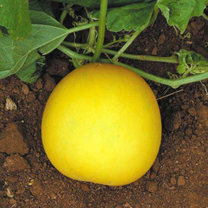 Airex YELLOW ROUND CUCUMBER SEED (PACK OF 30 SEED X 1 PER PKTS) 1 ...