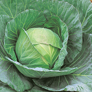LADDU GOPAL CABBAGE BALL SEEDS (PACK OF 50 SEEDS X 7 PACKET) Seed Price ...