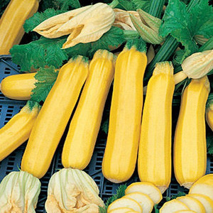 LADDU GOPAL YELLOW LONG SQUASH Seed Price in India - Buy LADDU GOPAL ...