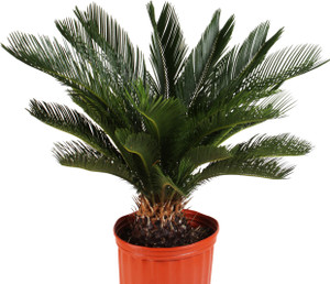 go4plants Cycus Revoluta Plant Price in India - Buy go4plants Cycus ...