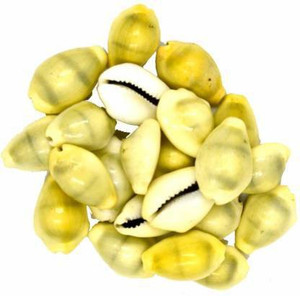 Cyan spritual original sea shell kaudi Lakshmi Peeli Yellow Kawri Kodi ...