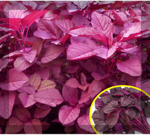 LADDU GOPAL AMARANTHUS RED CHOULI JEWEL SEEDS PACK OF 100 SEEDS x 1 ...