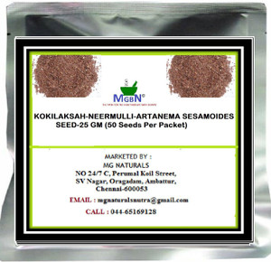 MGBN KOKILAKSAH-NEERMULLI-ARTANEMA SESAMOIDES-SEED-25 GM Seed Price in ...