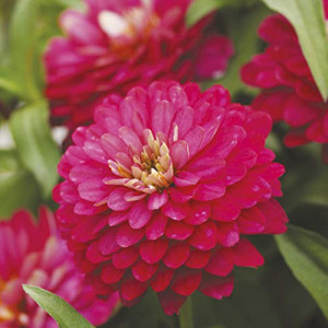 SONIRO Zinia Seed Price in India - Buy SONIRO Zinia Seed online at ...