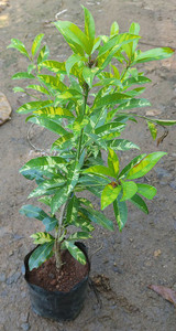 LushGreen Chiku Plant Price in India - Buy LushGreen Chiku Plant online ...