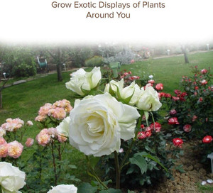 VibeX Bush Rose Virgo Seed Price in India - Buy VibeX Bush Rose Virgo ...