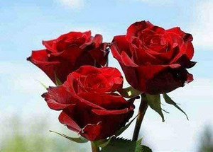 Biosnyg Red Roses Fire Bush Rose Garden Fresh Plant for Planting 50 ...