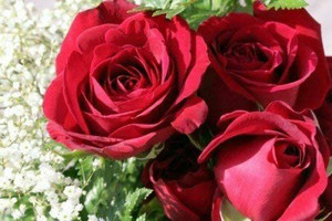 Biosnyg Red Roses Fire Bush Rose Garden Fresh Plant Seeds for Planting ...