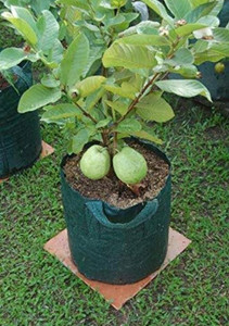 Blue Universe Guava Plant Price in India - Buy Blue Universe Guava ...