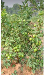 Blue Universe Guava Plant Price in India - Buy Blue Universe Guava ...