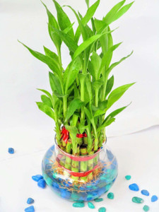 GREENZ Money Plant Price in India - Buy GREENZ Money Plant online at ...