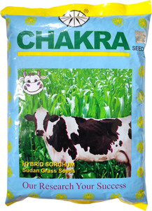 Chakra Sorghum Sweet Sudan Fodder Grass Seed Price in India - Buy ...