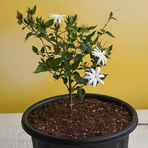 JR GLOBLE Jasmine Plant Price in India - Buy JR GLOBLE Jasmine Plant ...