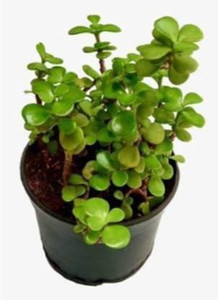 RAW RUNNER Jade Plant Price in India - Buy RAW RUNNER Jade Plant online ...
