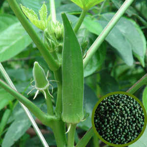 A2Z Garden Ladies Finger Seeds Seed Price in India - Buy A2Z Garden ...