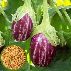 A2Z Garden Brinjal Purple Round Seeds Seed Price in India - Buy A2Z ...