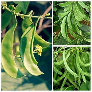 KRISHNA Sem ki phali, Lima Beans Seed Price in India - Buy KRISHNA Sem ...