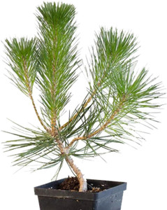 go4plants Draffe Plant Price in India - Buy go4plants Draffe Plant ...
