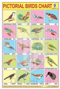 20 PHOTOS BIRDS CHART [Wall Chart] BOOK DEPOT (MAP HOUSE) Paper Print ...