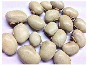 Nutrixia food Kauch Beej,Konch,Mucuna pruriens,Kaunch Seeds Seed Price ...