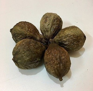Nutrixia food Samudraphal, Barringtonia Acutangula,Samudra Fhal Seed ...
