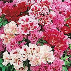 Antier Godetia Azaleaflora Mixed Seed Price in India - Buy Antier ...
