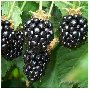 Eco Ocean Shahtoot/Mulberry Plant Price in India - Buy Eco Ocean ...