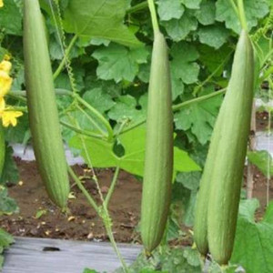 LADDU GOPAL SPONGE GOURD WHITE LONG SEEDS 150 Seeds x 1 Packet Seed ...