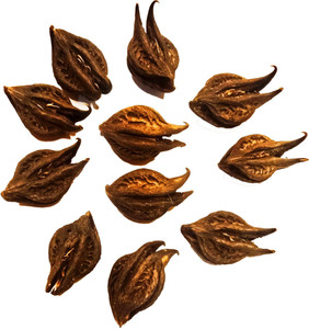 POOJA GHAR Bat Head Root Seed Price in India - Buy POOJA GHAR Bat Head ...