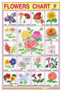 FLOWERS CHART (BIG) CHART [Wall Chart] INDIAN BOOK DEPOT (MAP HOUSE ...