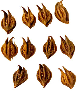 pooja hub Bat Head Root Seed Price in India - Buy pooja hub Bat Head ...