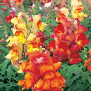 Sjeme Mix Antirrhinum Seeds Seed Price in India - Buy Sjeme Mix ...
