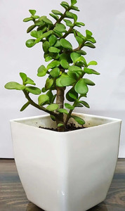 The Nursery Jade Plant Price in India - Buy The Nursery Jade Plant ...