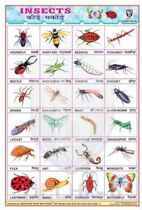 INSECTS CHART [Wall Chart] INDIAN BOOK DEPOT (MAP HOUSE) Paper Print ...