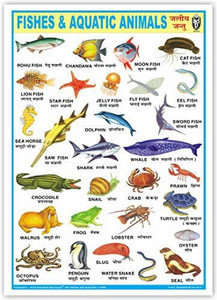 Fish & Aquatic Animals Chart (Size 70 X 100 Cms) Without Pvc Rollers ...