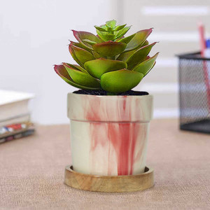 Lasaki Lyla Pastel Red Ceramic Pot with Wooden Plate (WP4.5) for Indoor ...