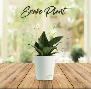 Infinite Green Snake Plant Price in India - Buy Infinite Green Snake ...