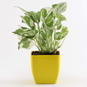 GREENZ Money Plant Price in India - Buy GREENZ Money Plant online at ...
