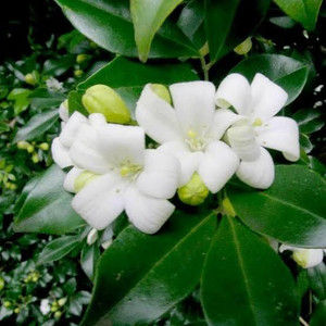 KUMUBON Murraya Paniculata Plant Price in India - Buy KUMUBON Murraya ...