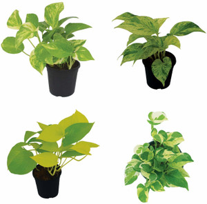 GREENZ Money Plant Price in India - Buy GREENZ Money Plant online at ...