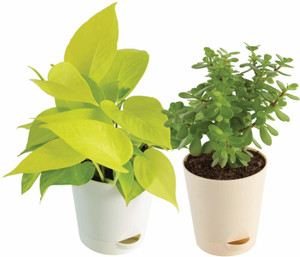 GHF Money Plant Price in India - Buy GHF Money Plant online at Flipkart.com