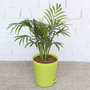 GREENZ Money Plant Price in India - Buy GREENZ Money Plant online at ...