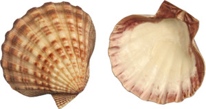 aswath COCONUT CHIPPY / SCALLOP SHELL / BROWN LARG SCALLOP SHELL ...