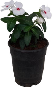go4plants Sadabahar/Periwinkle Plant Price in India - Buy go4plants ...