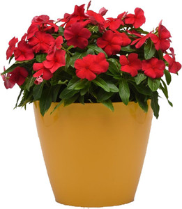 go4plants Sadabahar/Periwinkle Plant Price in India - Buy go4plants ...