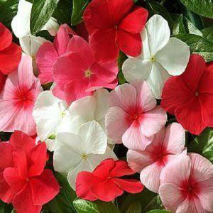 Eco Ocean Sadabahar/Periwinkle Plant Price in India - Buy Eco Ocean ...