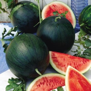 KRISHNA Watermelon Seed Price in India - Buy KRISHNA Watermelon Seed ...