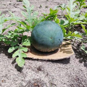 XOLDA Watermelon Sugar Baby Seed Price in India - Buy XOLDA Watermelon ...